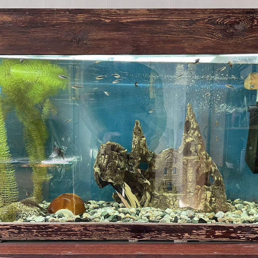 Аквариум на 200 л с рыбками