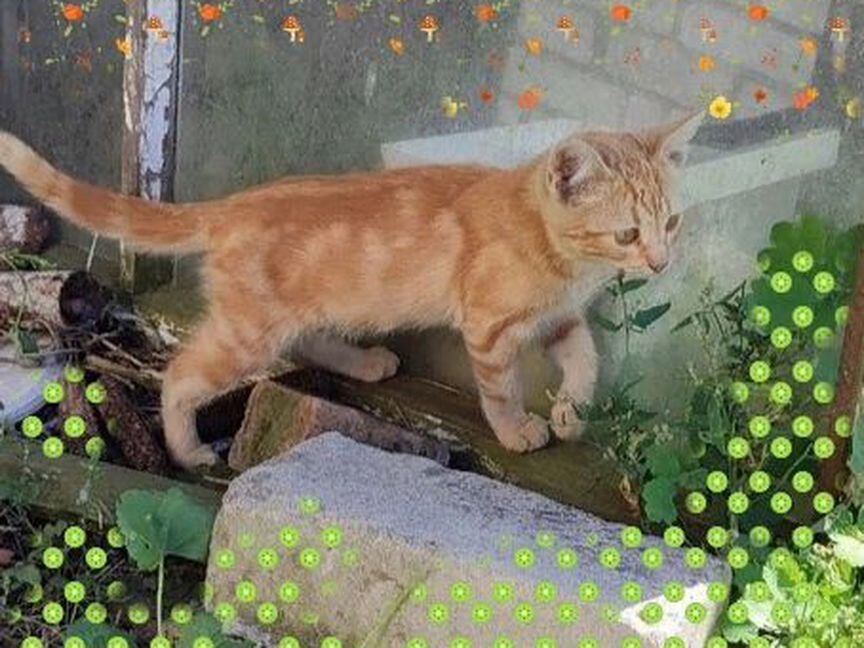 Рыжий мраморный котëнок