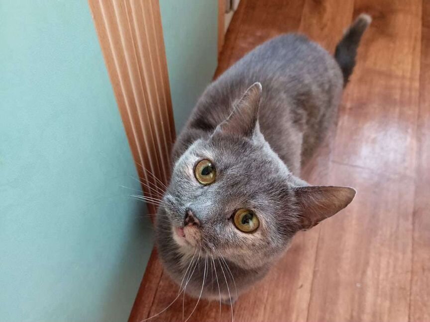 Кошка Дымка ищет дом