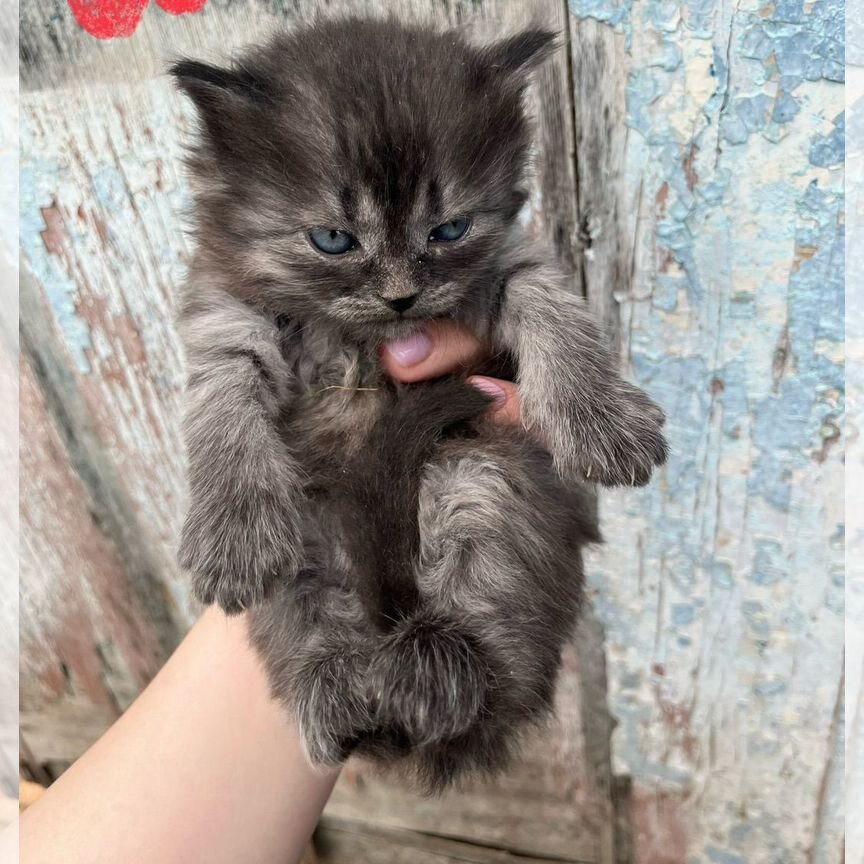 Котятки в добрые руки