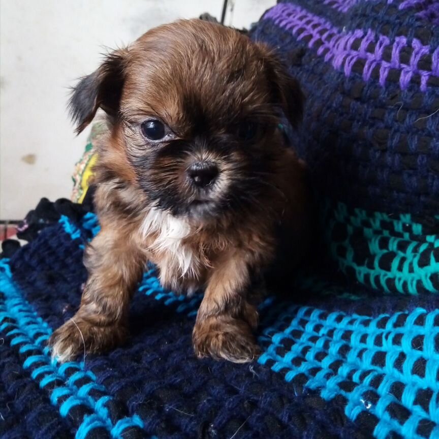 Золотые малыши