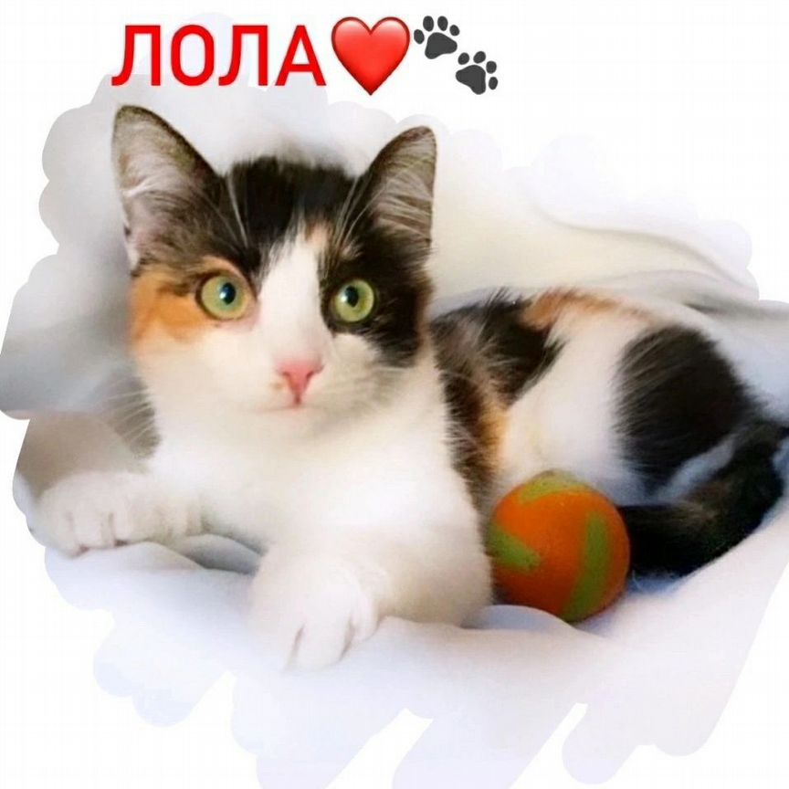 Кошка Лола