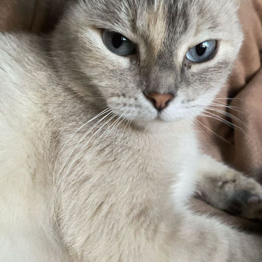 Вислоухая кошка