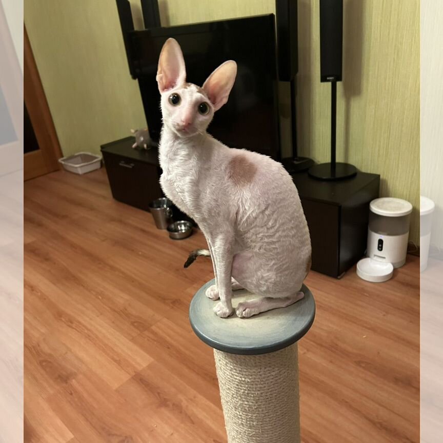 Кошечка корниш рекс 2 года