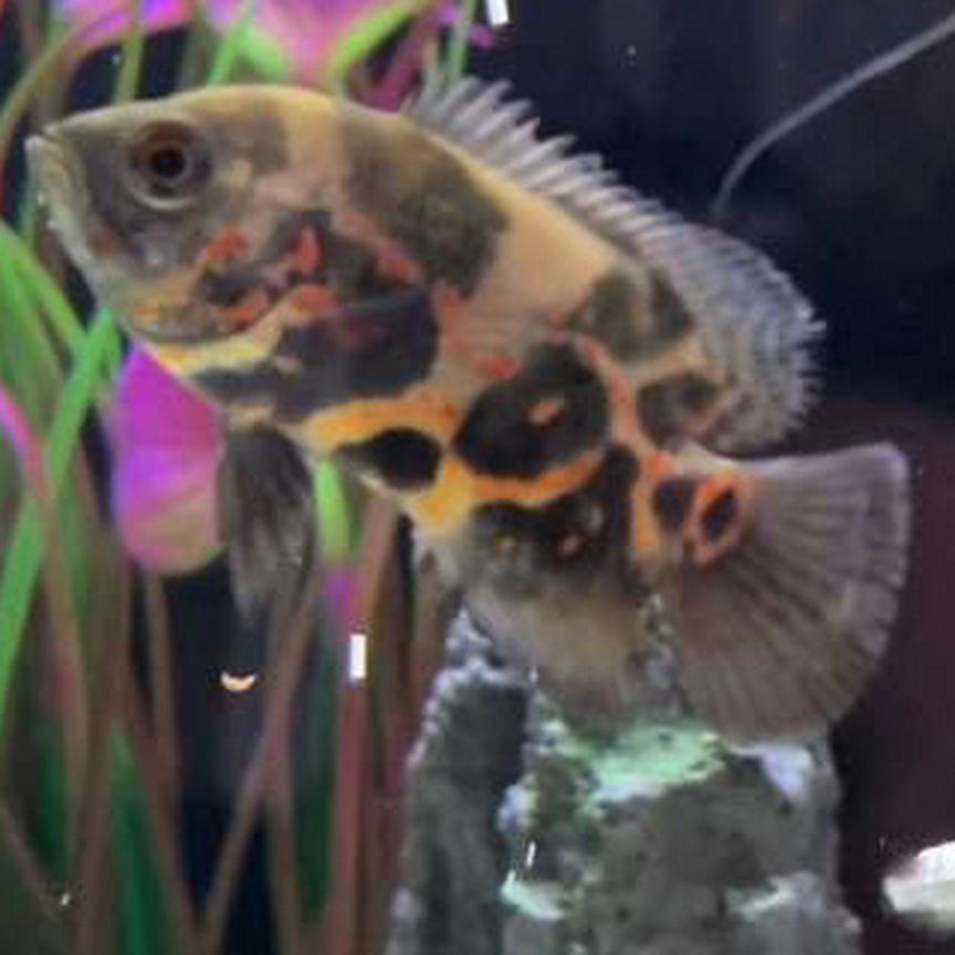 Астронотус леопадровый