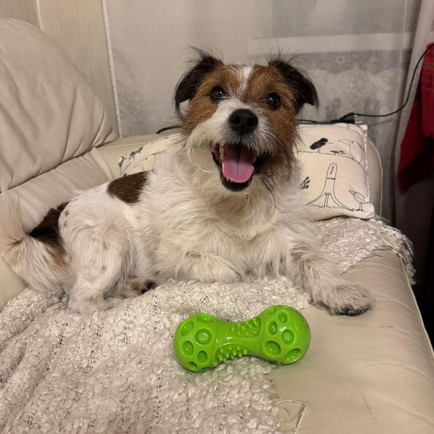 Джек-рассел-терьер, взрослый пёс