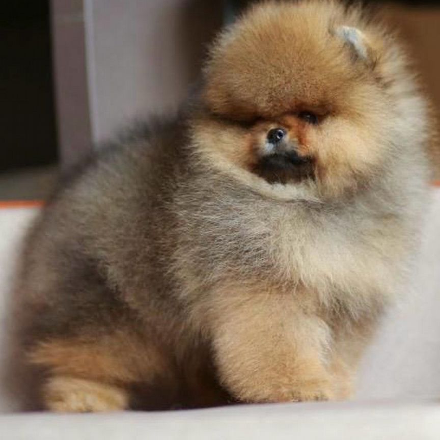 Померанский шпиц, щенок