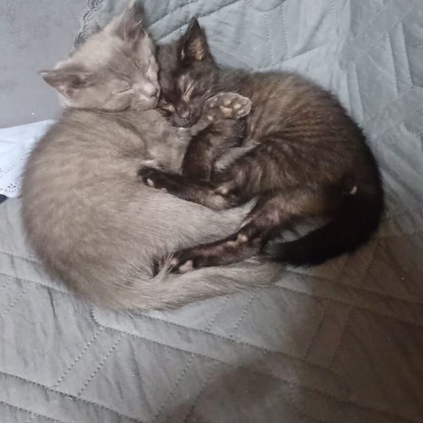 Сладкая парочка котят
