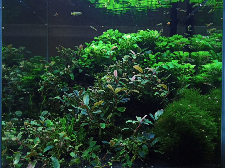 Аквариумные растения