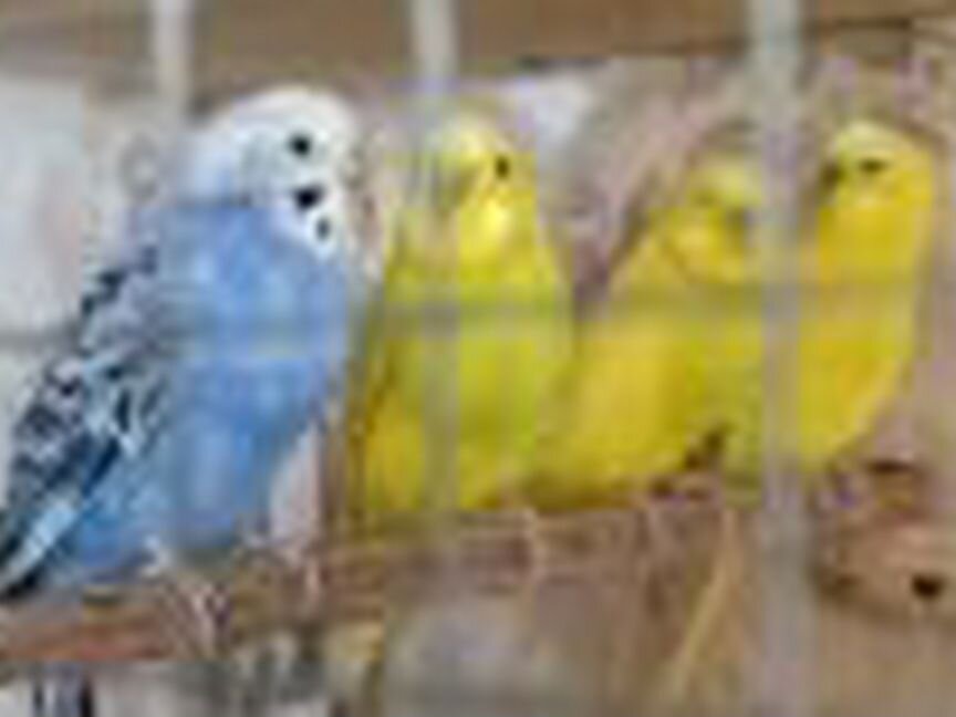 Продаются волнистые попугаи