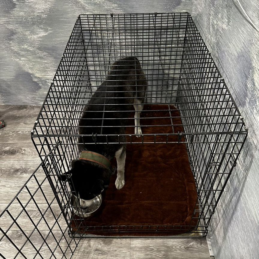 Вальер для домашних животных