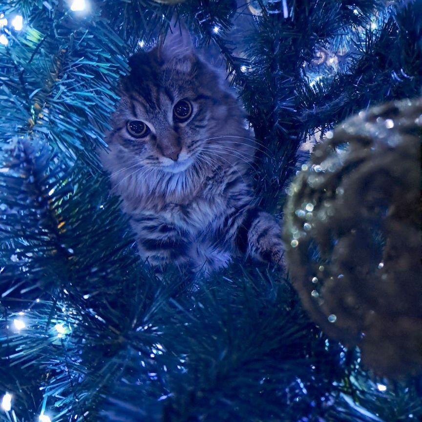 Домашние животные кот бесплатно