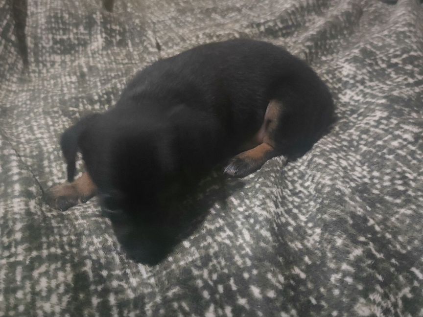 Щенки пинчера