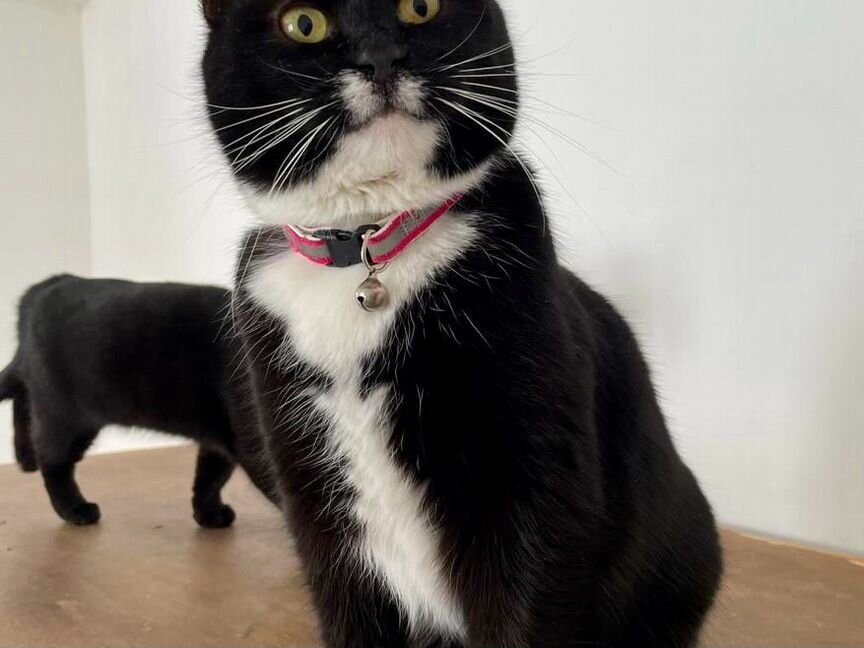 Кот в добрые руки