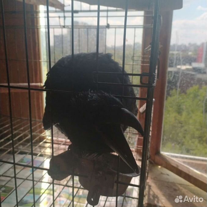 Ворон отдам