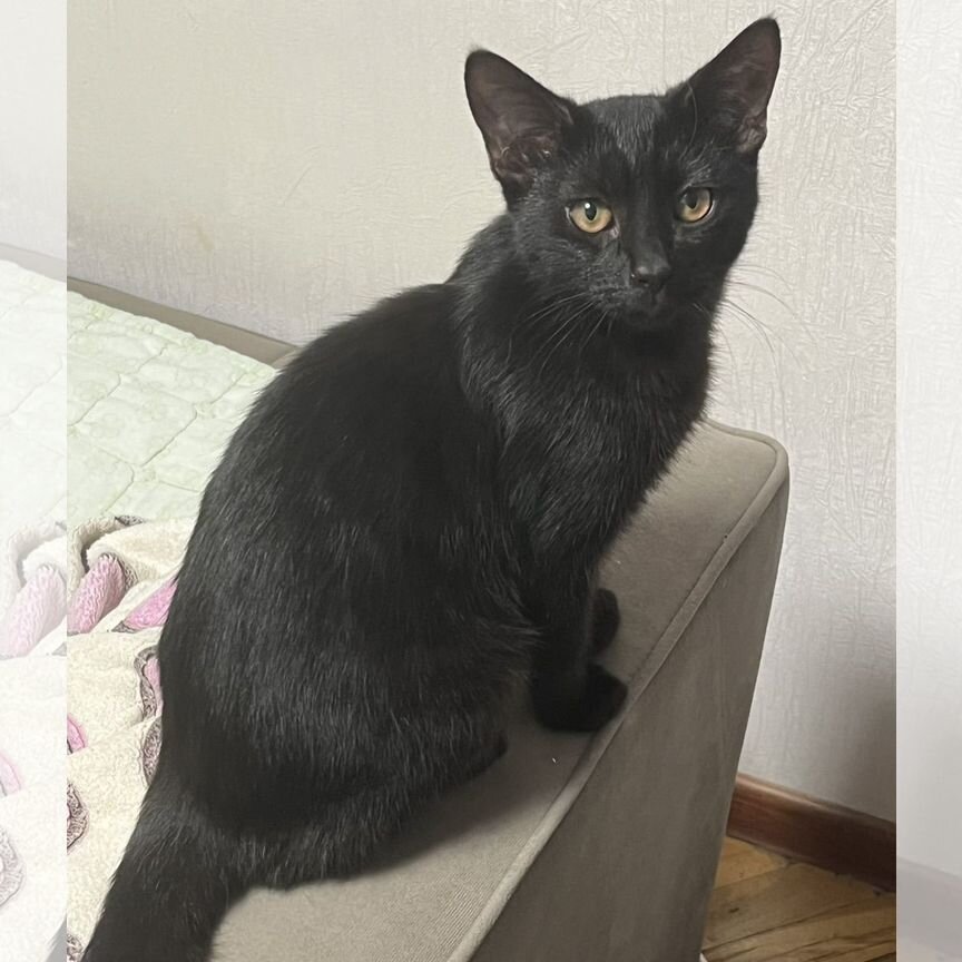Отдам кота на передержку