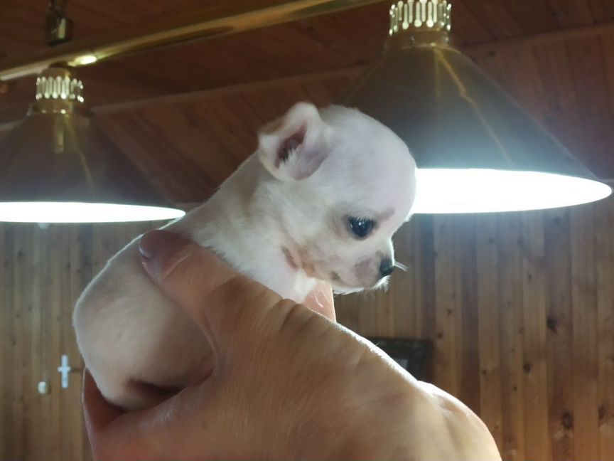 Мини девочка чихуахуа