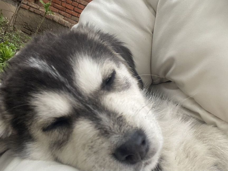 Щенок мальчик в добрые руки