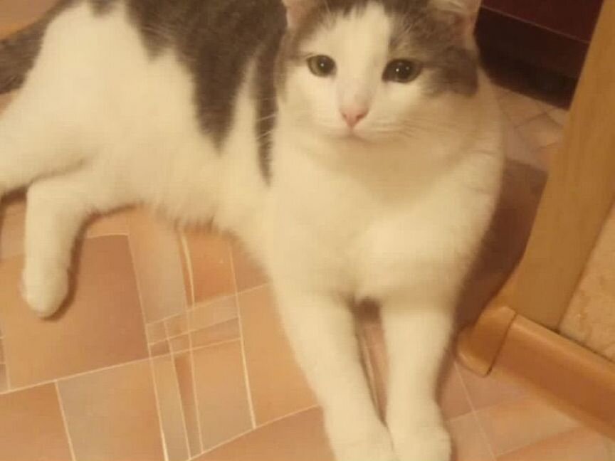 Кошечка компаньон