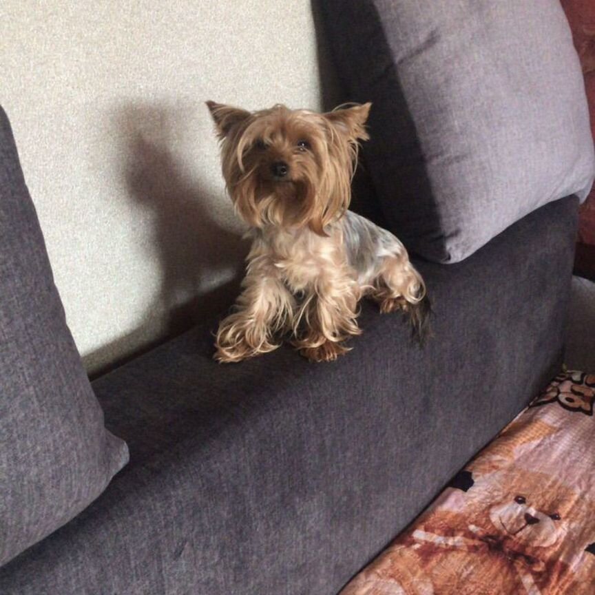 Йоркширский терьер щенки