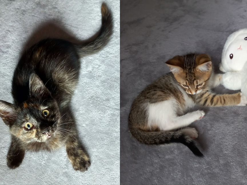 Котята в добрые руки