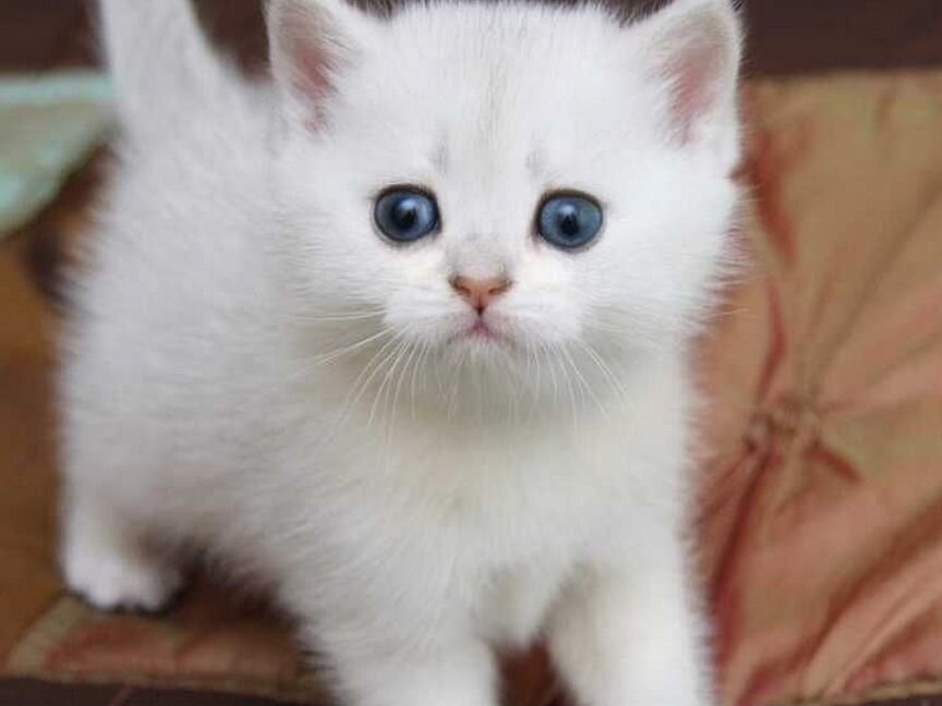 Котенок белоснежный. Турецкий Ван, отдаём, девочка