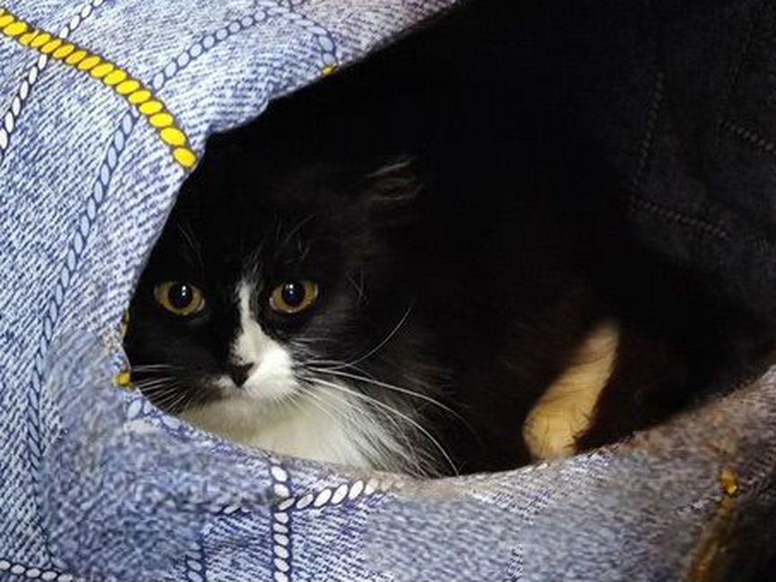 Черно-белая пушистая кошка