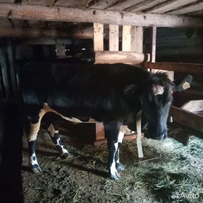 Телёнок год и 8 месяцев