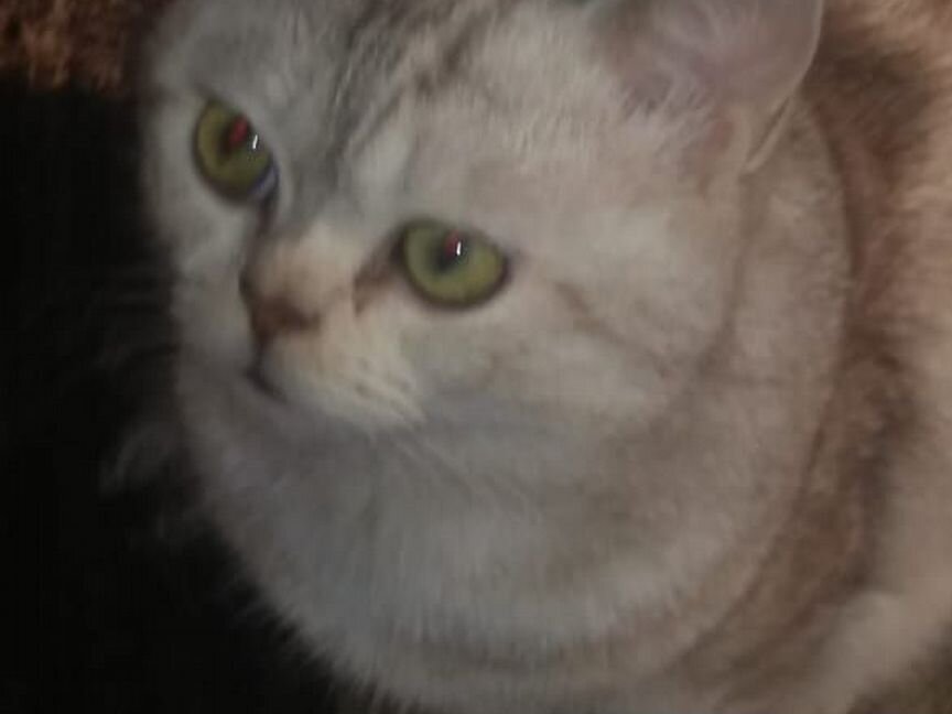 Шотландский котик