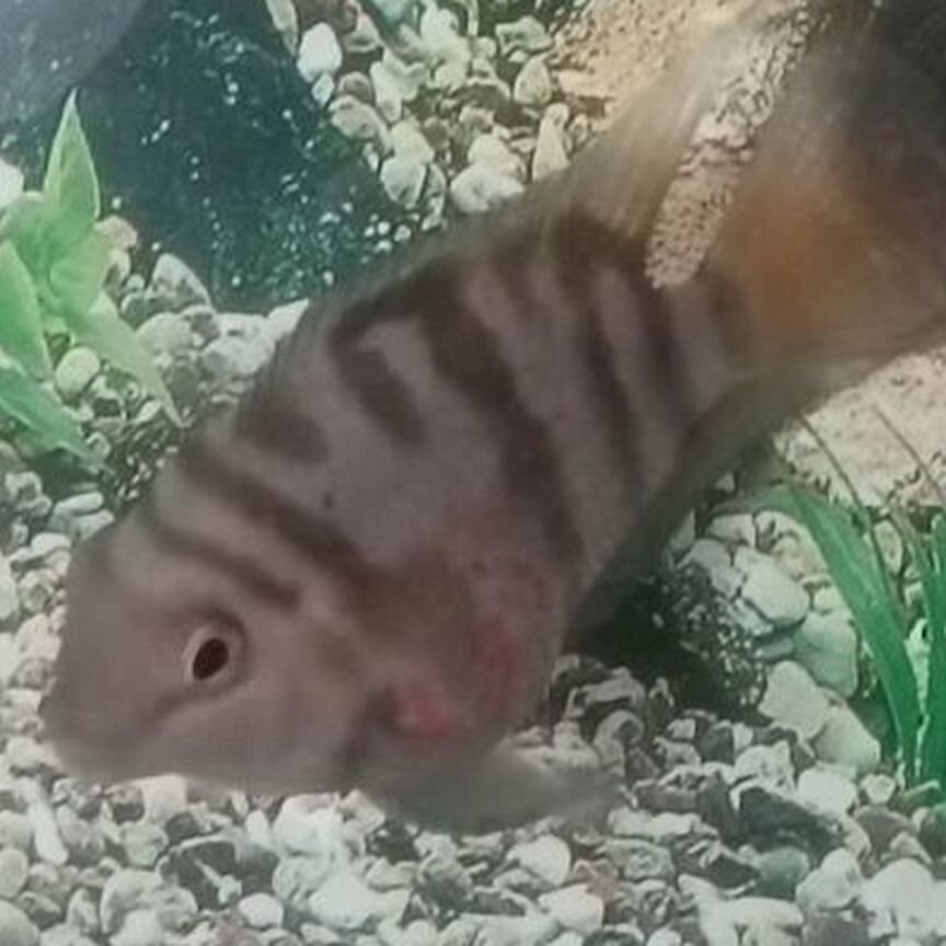 Рыбка сапфировый попугай самочка