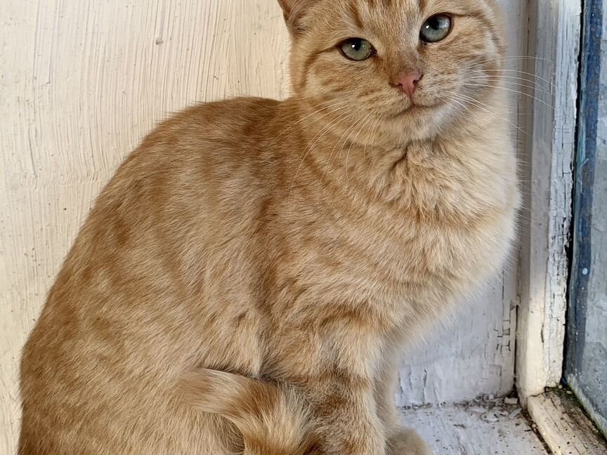 Котёнок кошка