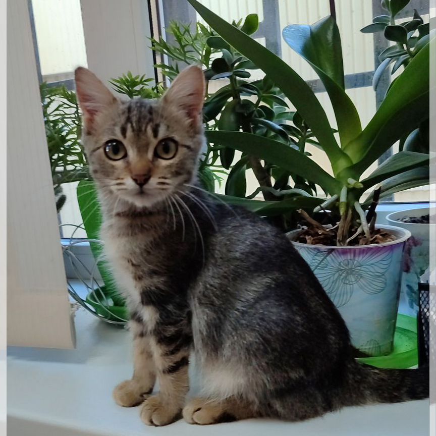 Котёнок девочка бенгальского окраса в добрые руки