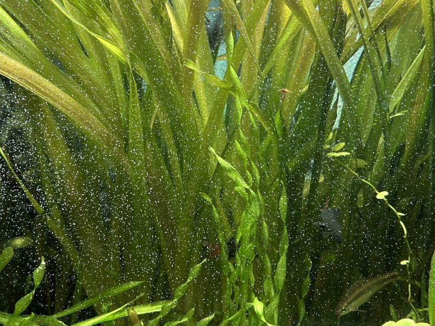 Валлиснерия гигантская,Валлиснерия обыкновенная