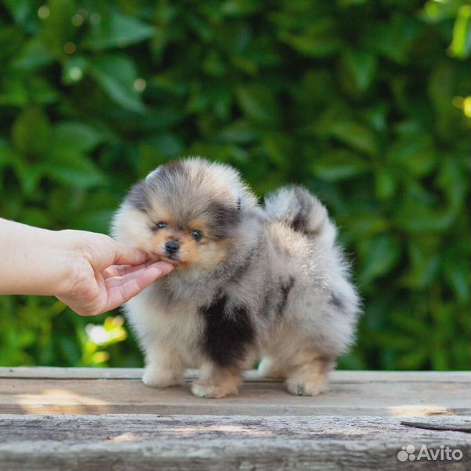 Чёрный мрамор с подпалом мальчик