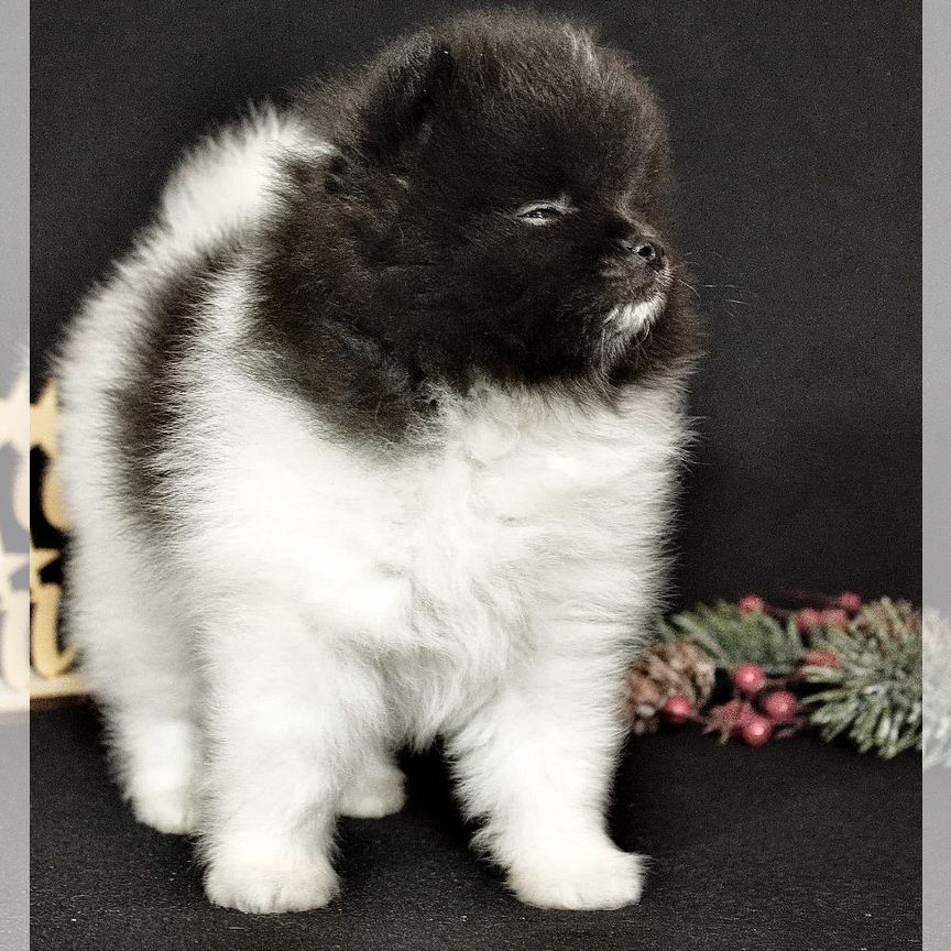 Немецкий шпиц, щенок