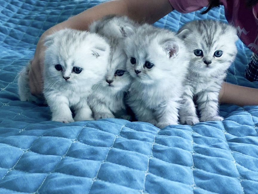 Шотландские вислоухие котята