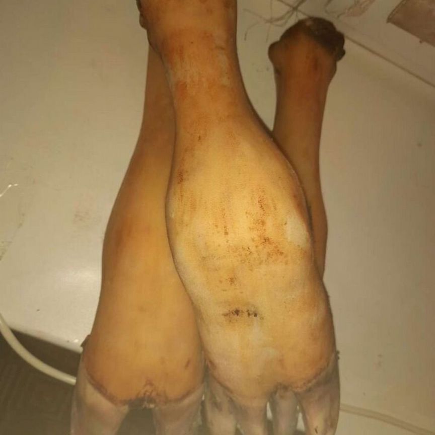 Копыто говяжье