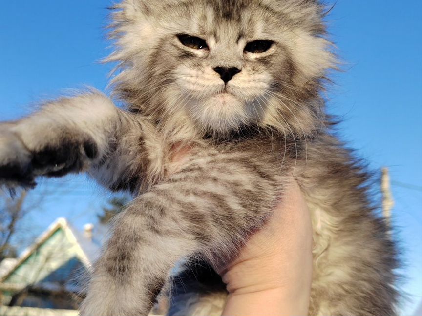 Мейн-кун кошка серебро