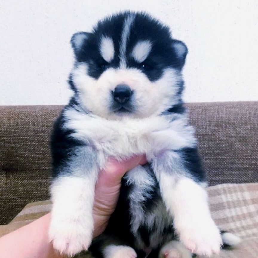 Чистокровные Хаски Щенки (изобилие расцветок)