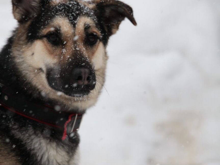 Джейна - молодая собака ищет хозяина
