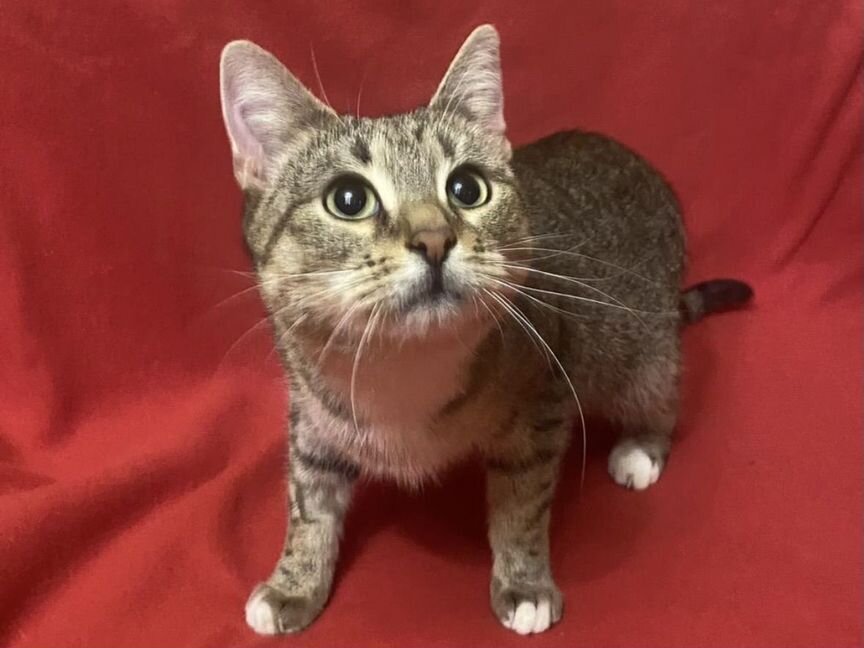 Кошечка после смерти хозяйки ищет дом