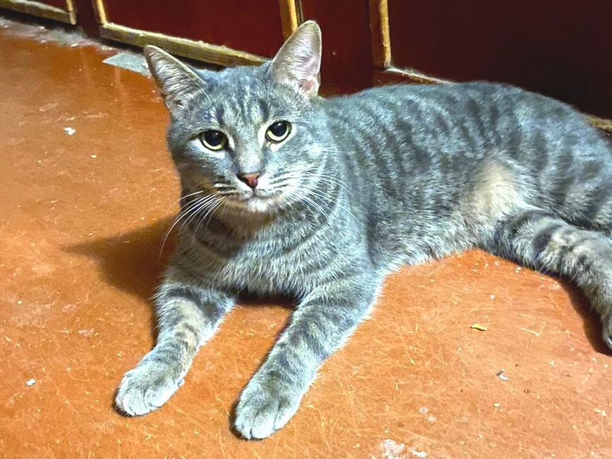 Молодой котик в добрые руки