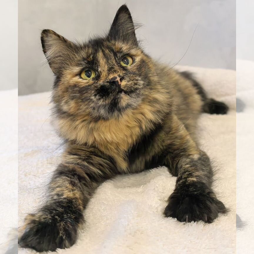 Взрослая, кошка в добрые руки