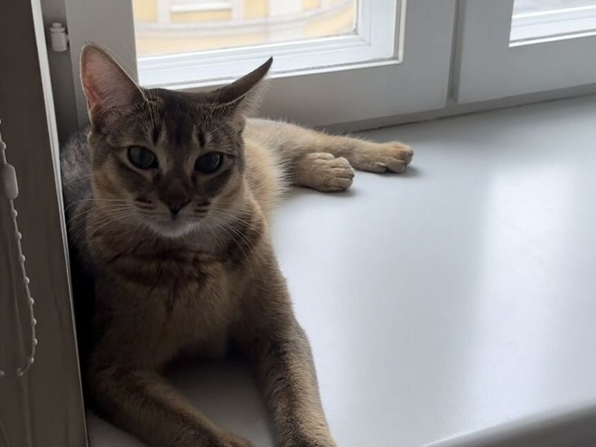 Любимая Кошка Пиксибоб