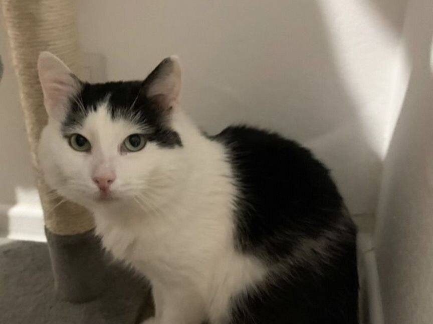 Дождется ли котик