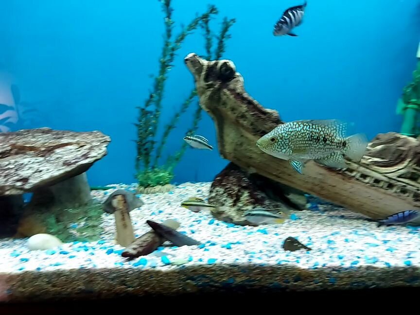 Цихлазома бриллиантовая