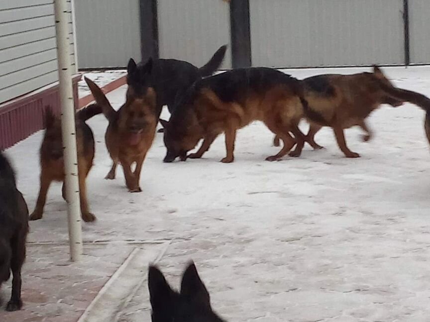 Щенки с родословной РКФ