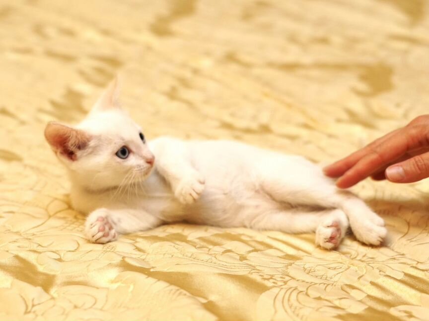 Котята в добрые руки даром