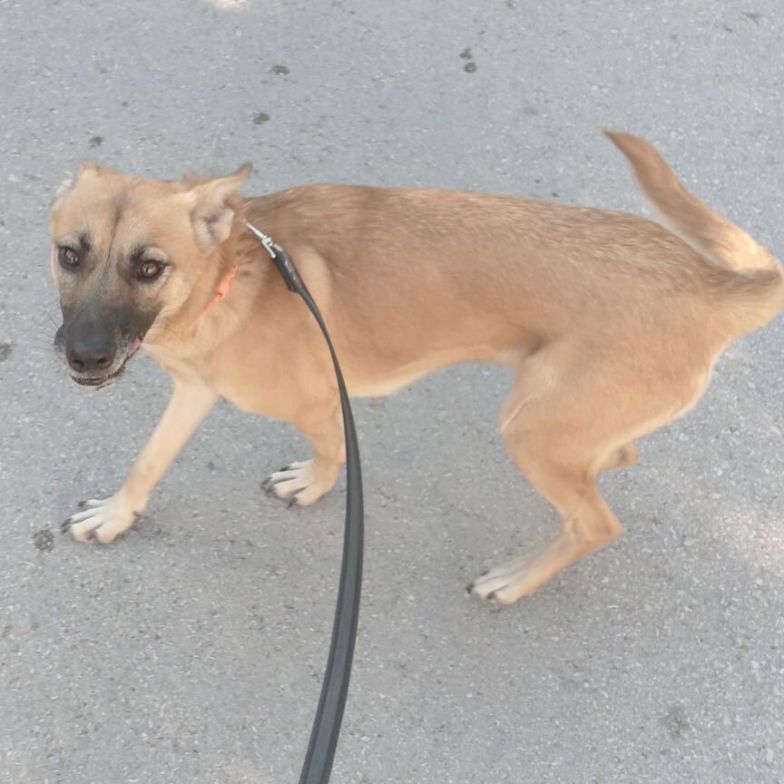 Помесь бельгийская овчарки