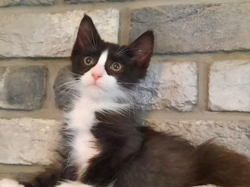 Норвежские котята мальчики